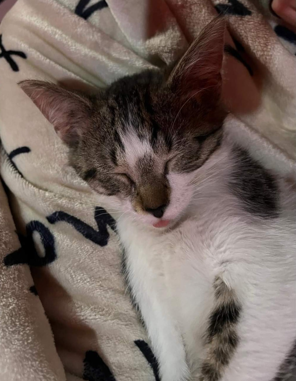 How Vouchers Helped Save a Stray Kitten Named Pepper