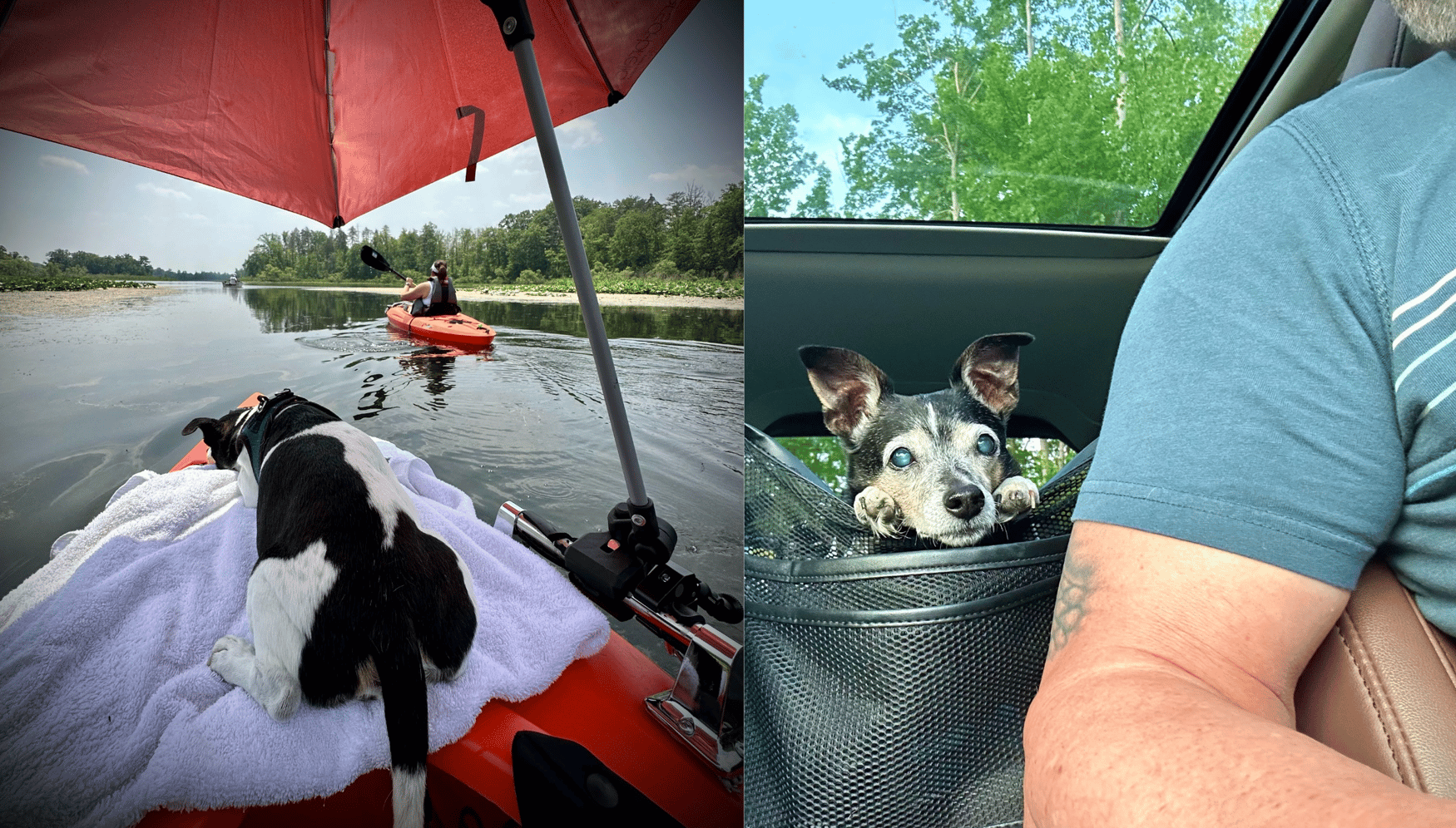 A Legacy of Love: Mike, Beans, and the Pets Who Inspire His Giving