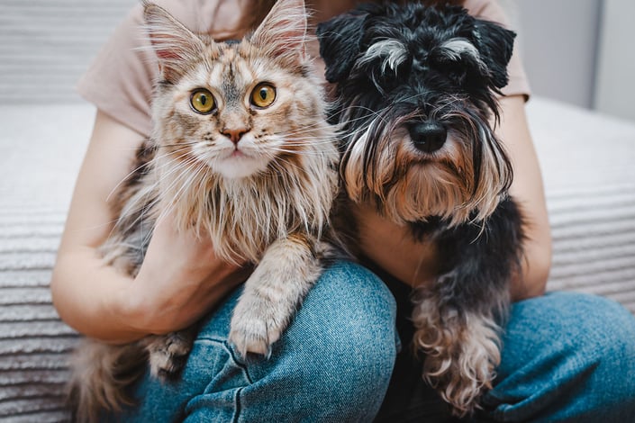 7 Tips for Finding and Keeping Affordable Pets