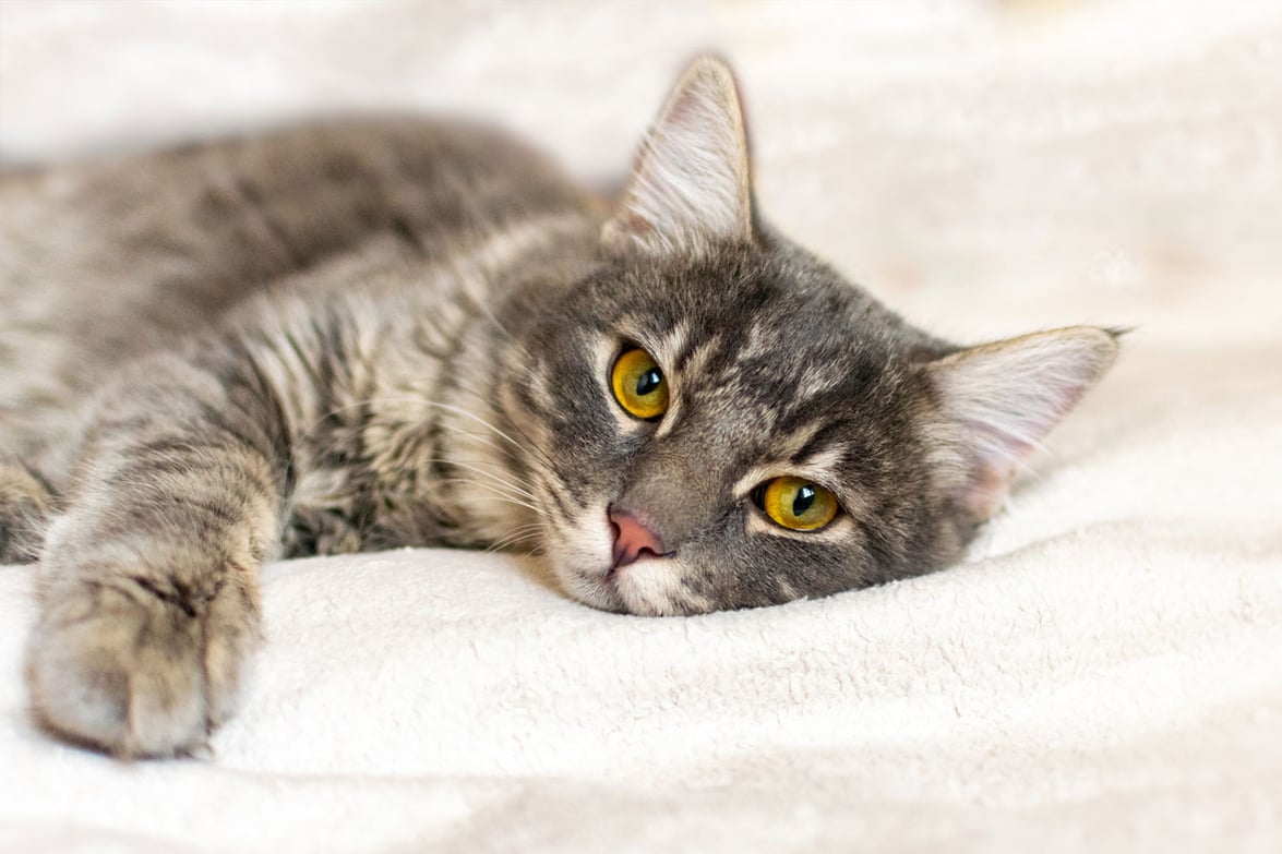Healthy Felines: Recognizing Common Cat Health Problems