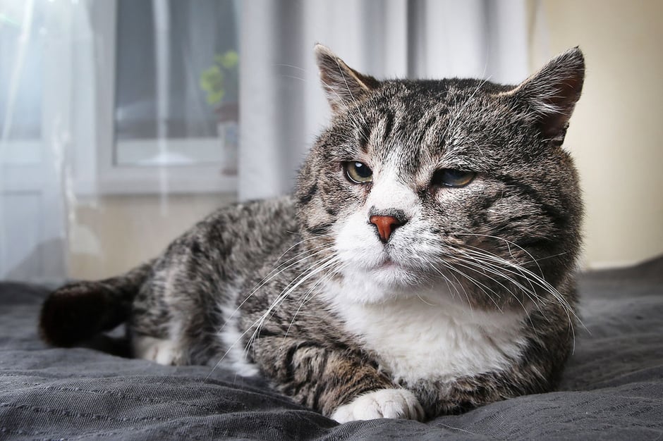 9 Essential Tips for Enriching the Lives of Senior Cats