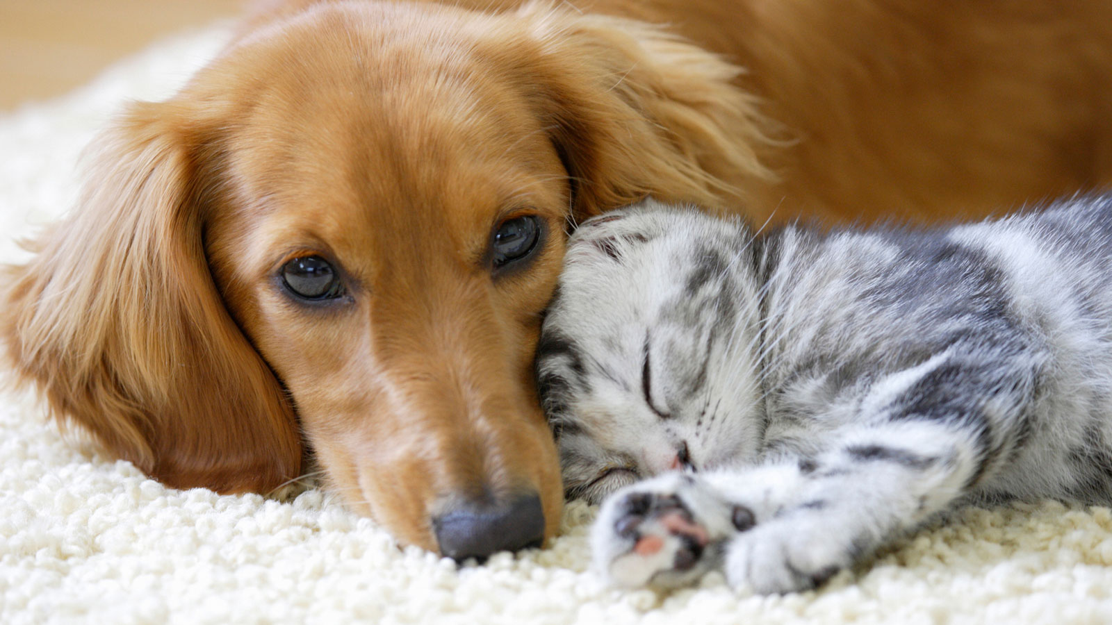 Our Impact: Healthier Pets, Happier People in Northeast Ohio