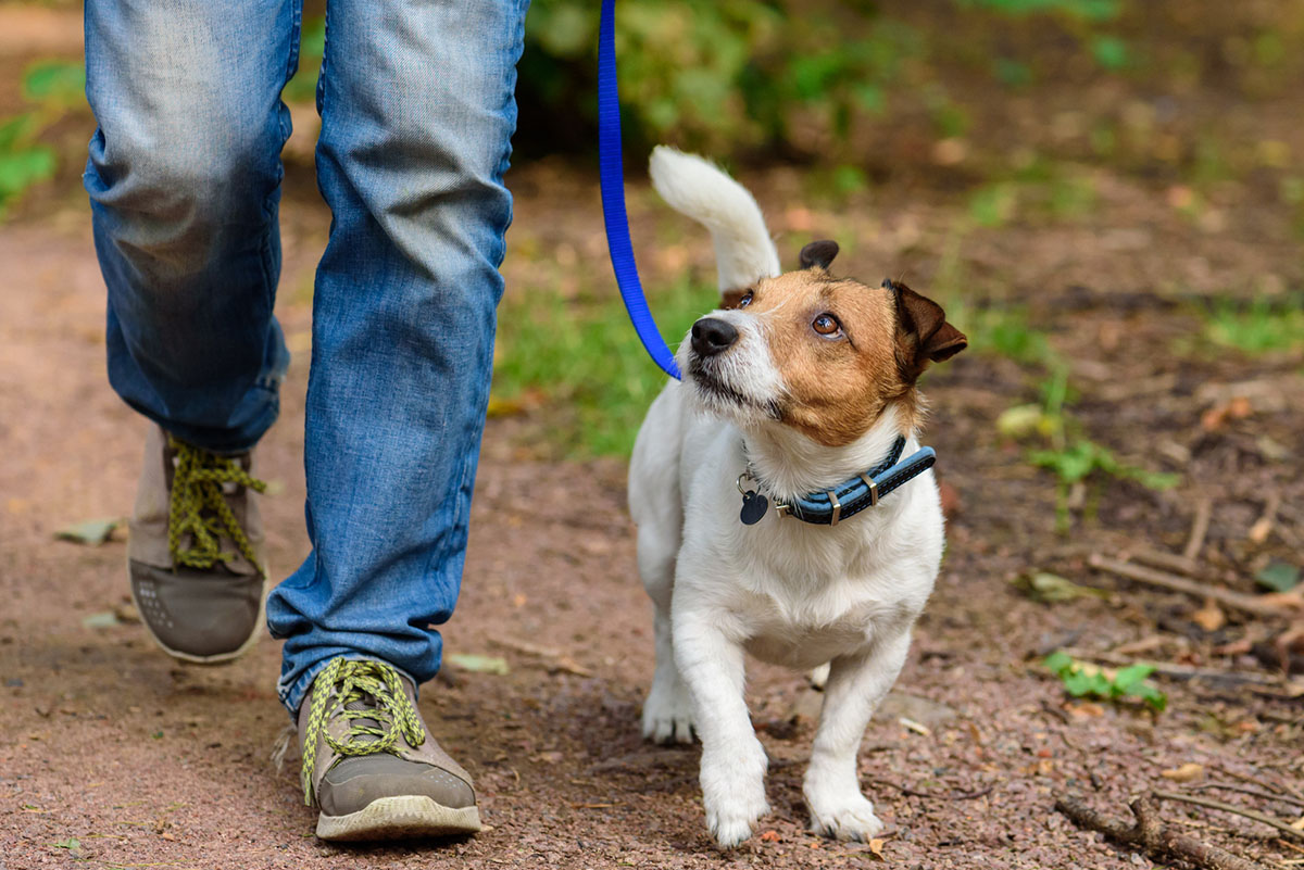 Healthy, Happy Best Friends: How to Make Your Dog Live Longer