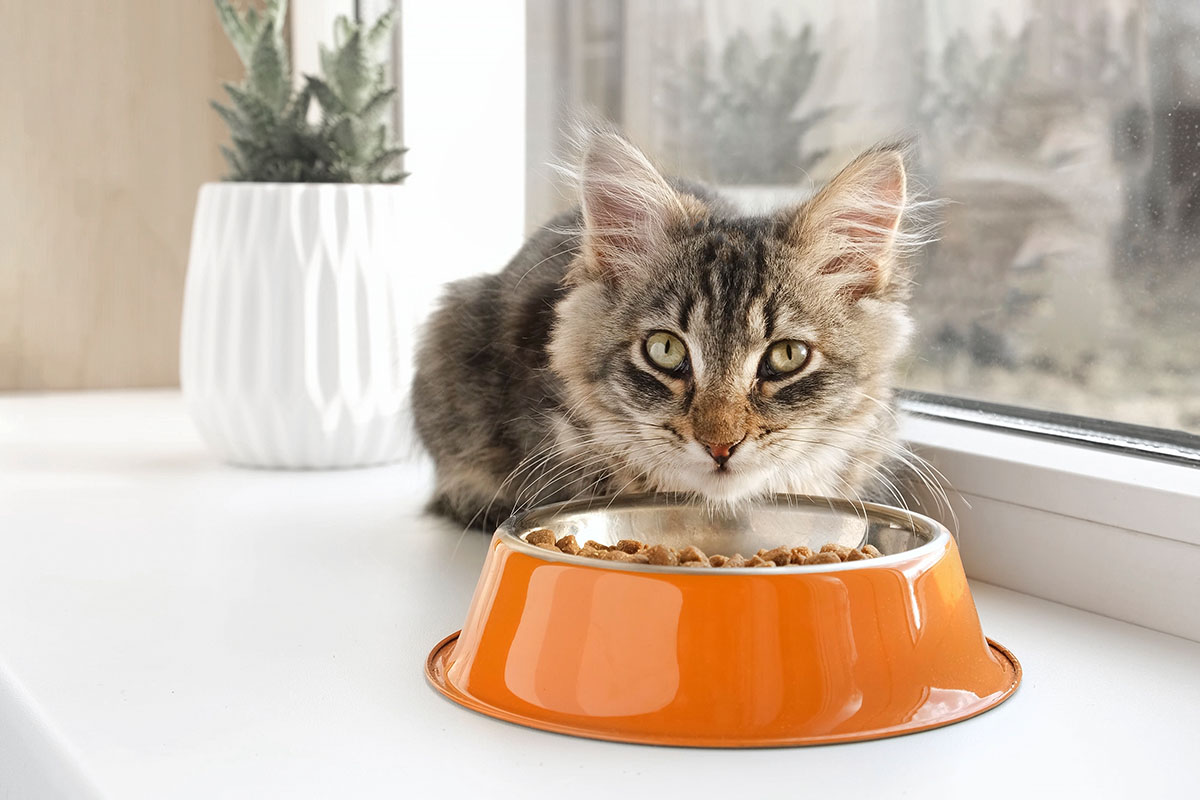 Looking for a Healthy Cat Diet: It’s Not Complicated