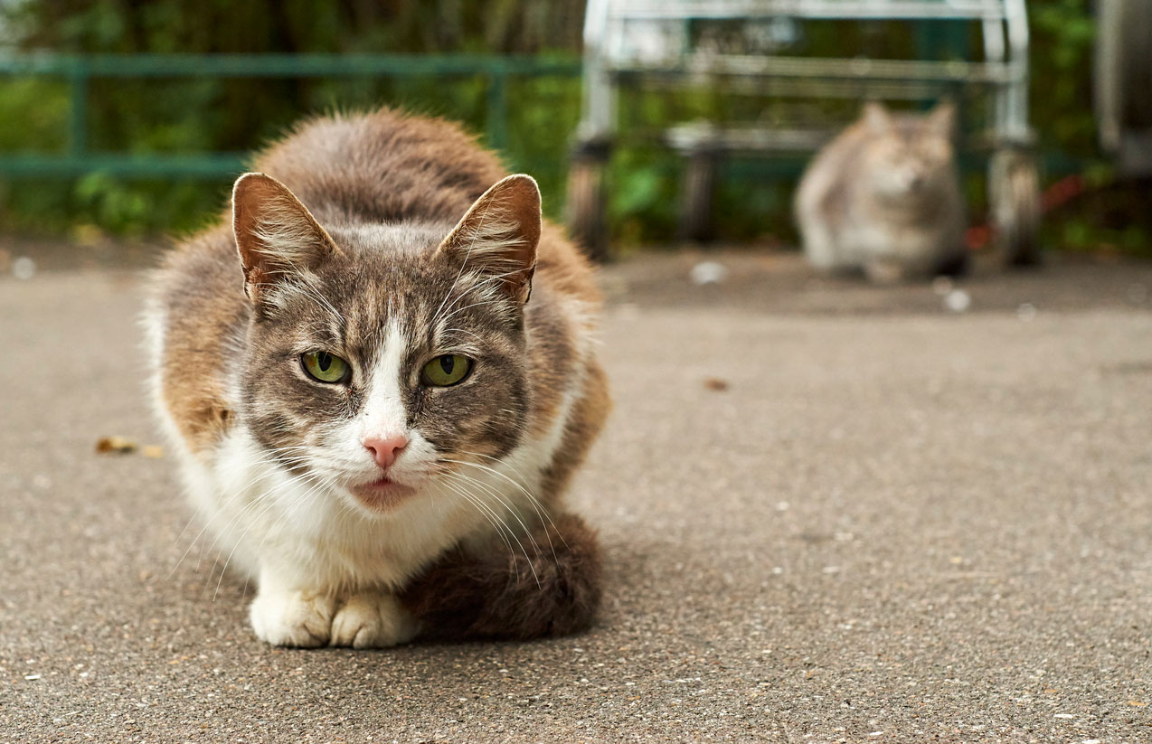 Are Cats Free To Roam At Imelda Metzger Blog