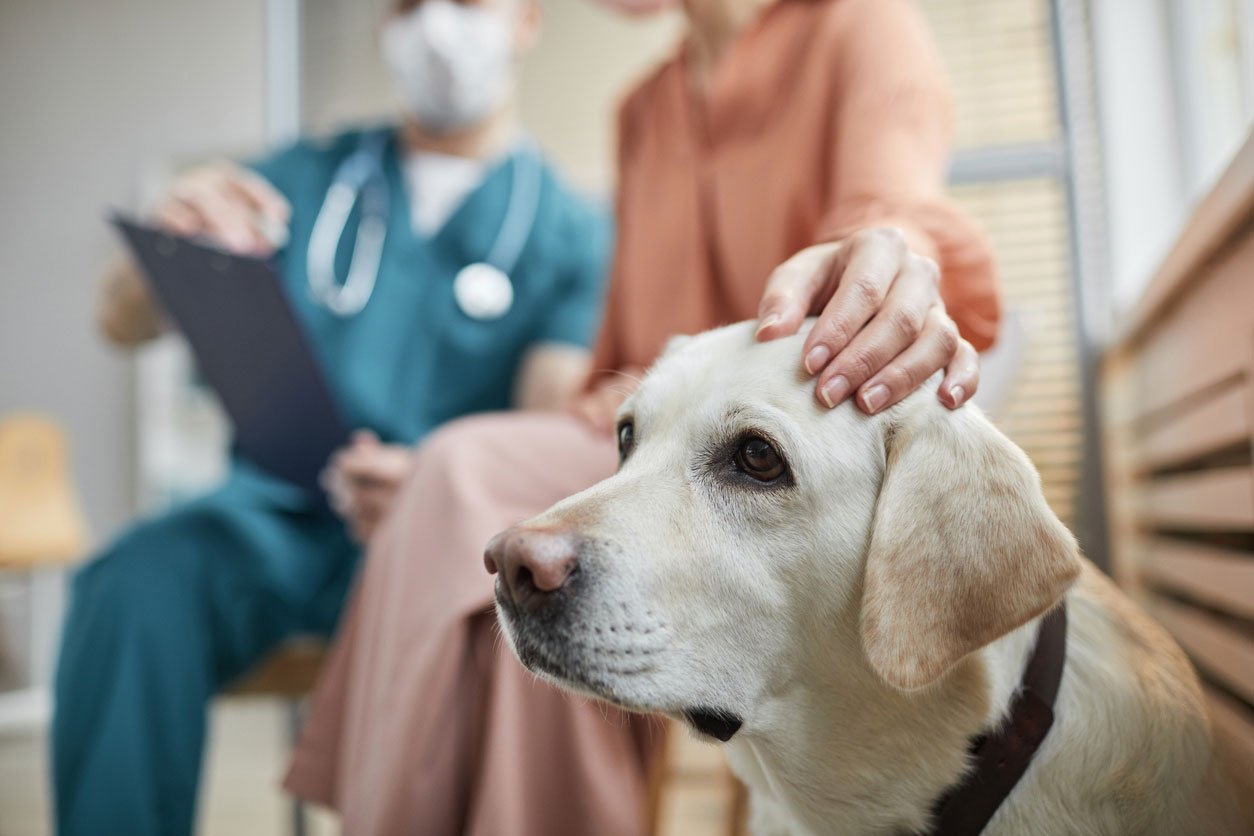 One Health Organization: Veterinary Care for People and Pets In Need