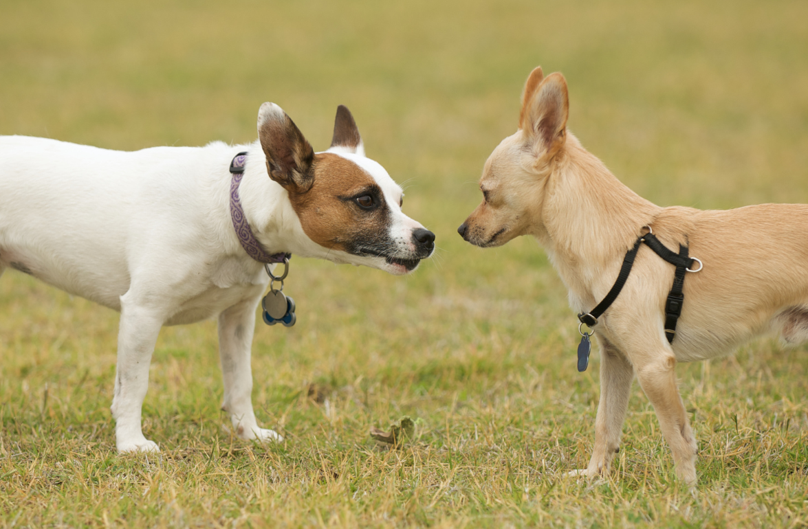 One Health Organization: Veterinary Care for People and Pets In Need