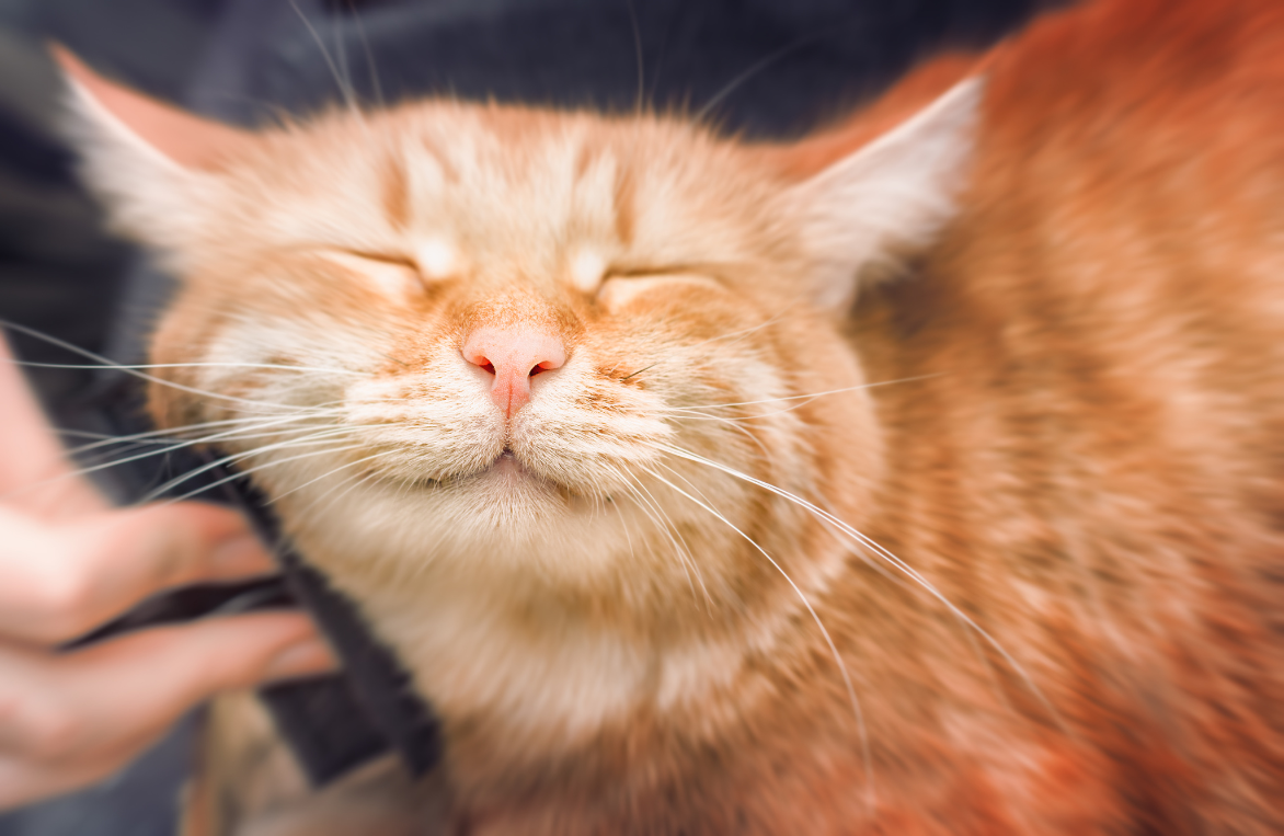 Happy and Healthy Cat Care: Ways to Keep Your Feline Friend Purring Happy and Healthy Cat Care: Ways to Keep Your Feline Friend Purring